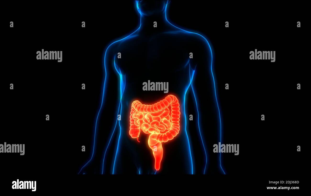 Human Digestive System Anatomy Stock Photo - Alamy
