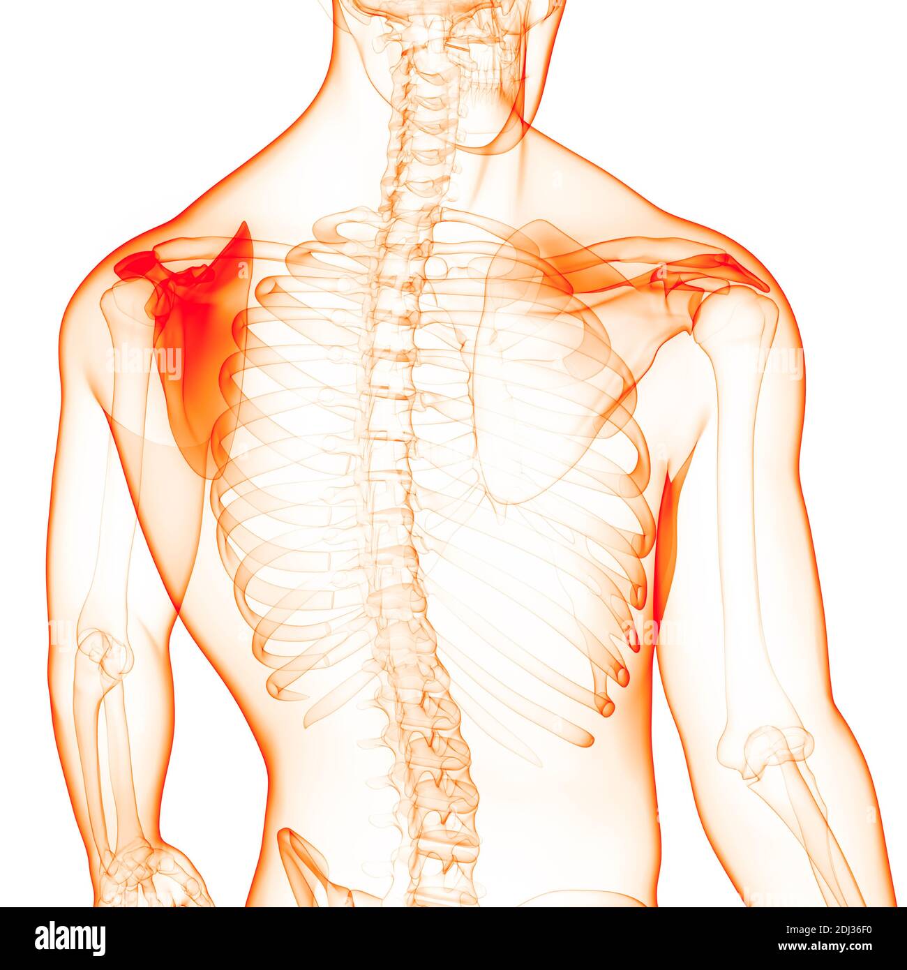 Human Skeleton System Bone Joints Anatomy Stock Photo - Alamy