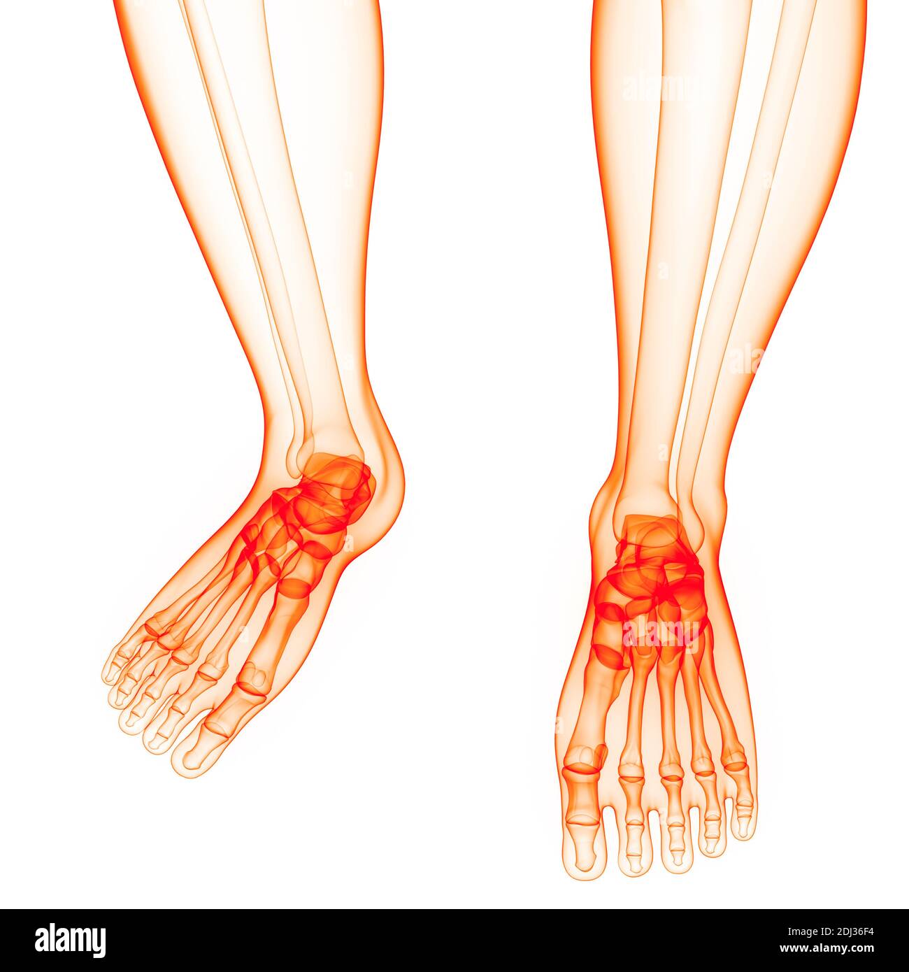 Human Skeleton System Bone Joints Anatomy Stock Photo - Alamy