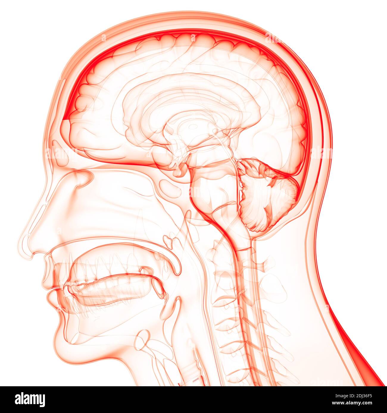 Central Organ of Human Nervous System Brain Anatomy Stock Photo - Alamy