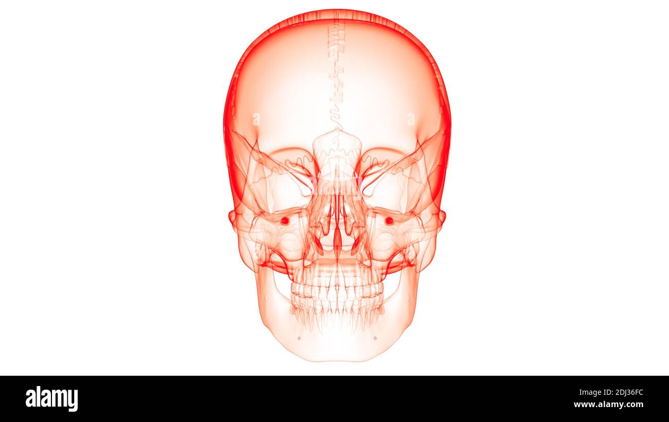 Human Skeleton System Skull Bone Parts Anatomy Stock Photo - Alamy