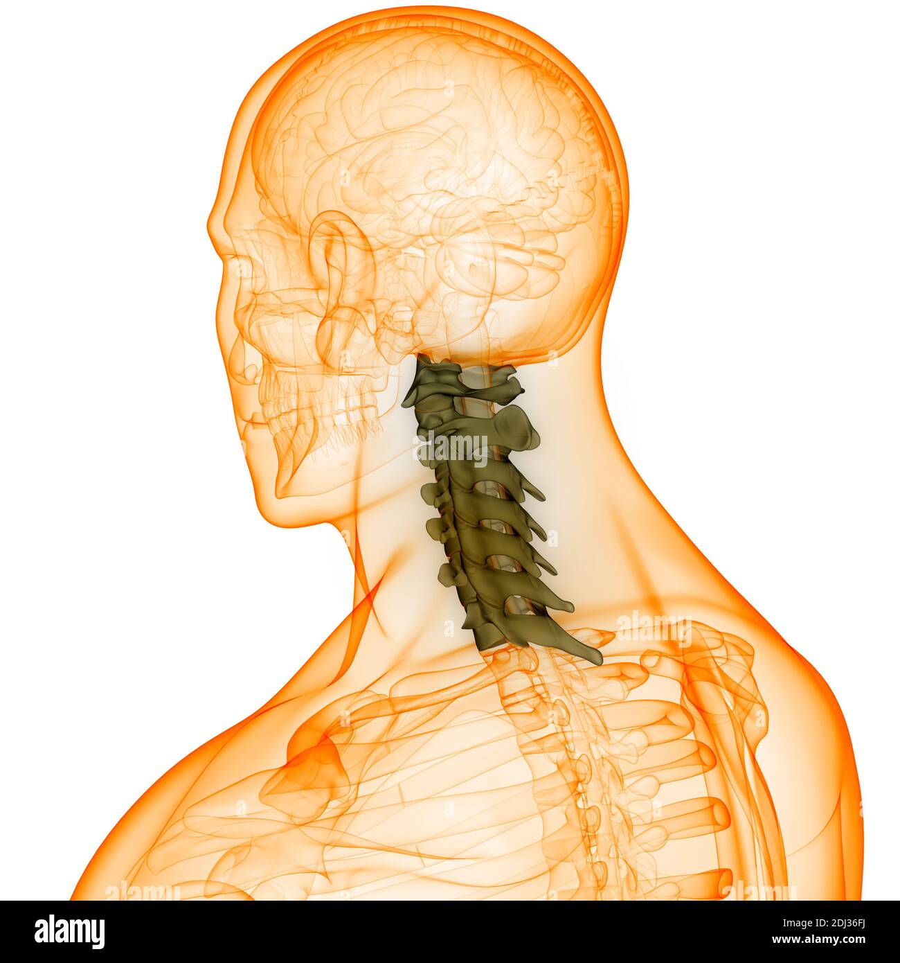 Spinal Cord Vertebral Column Of Human Skeleton System Anatomy Stock