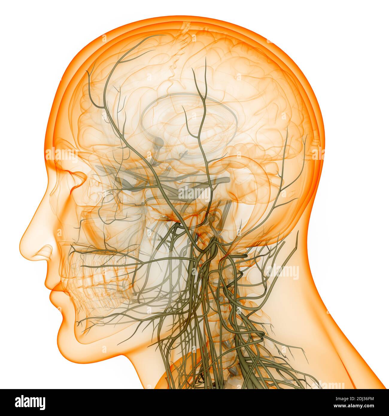 Central Organ of Human Nervous System Brain Anatomy Stock Photo - Alamy