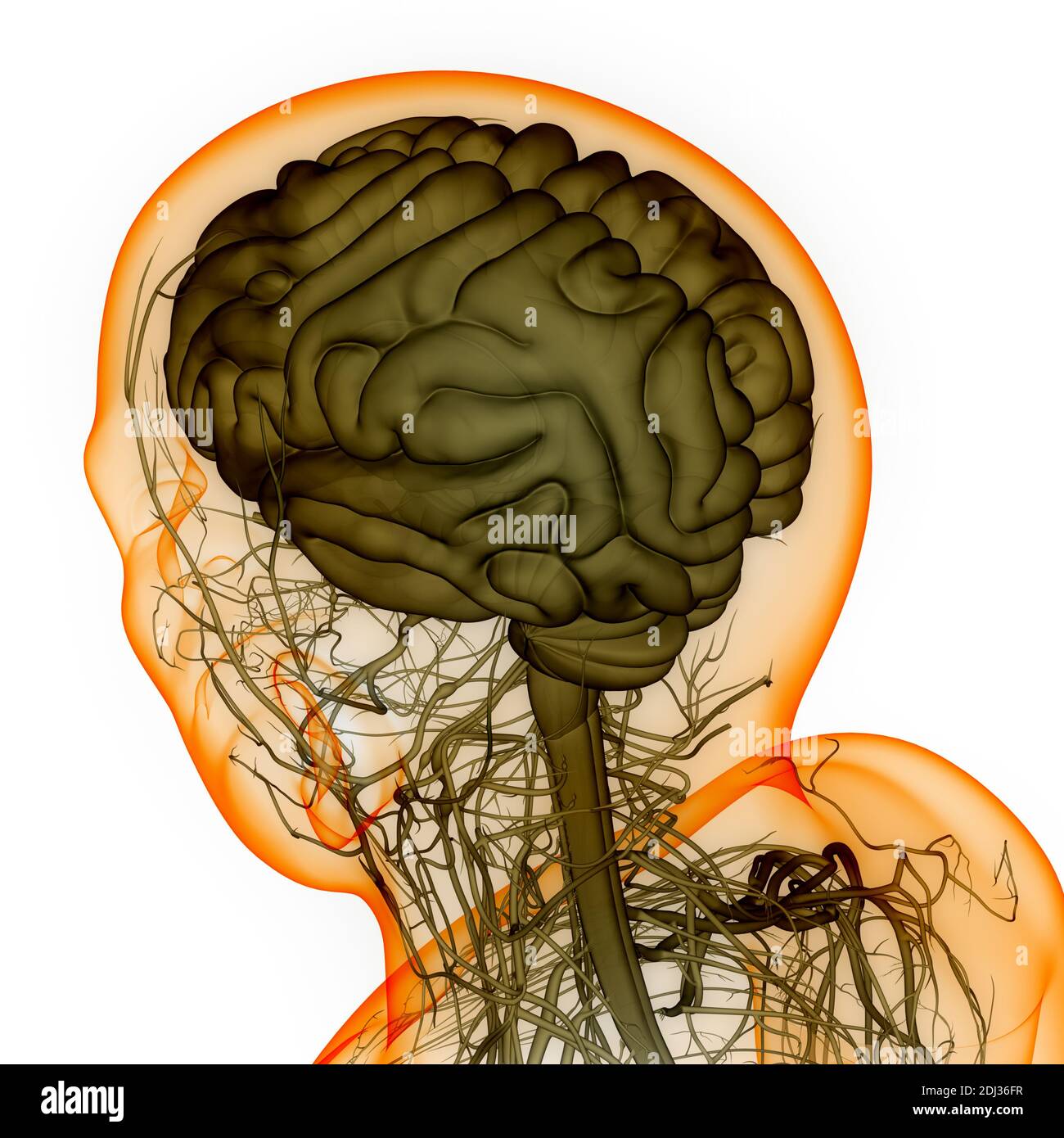 Central Organ of Human Nervous System Brain Anatomy Stock Photo - Alamy