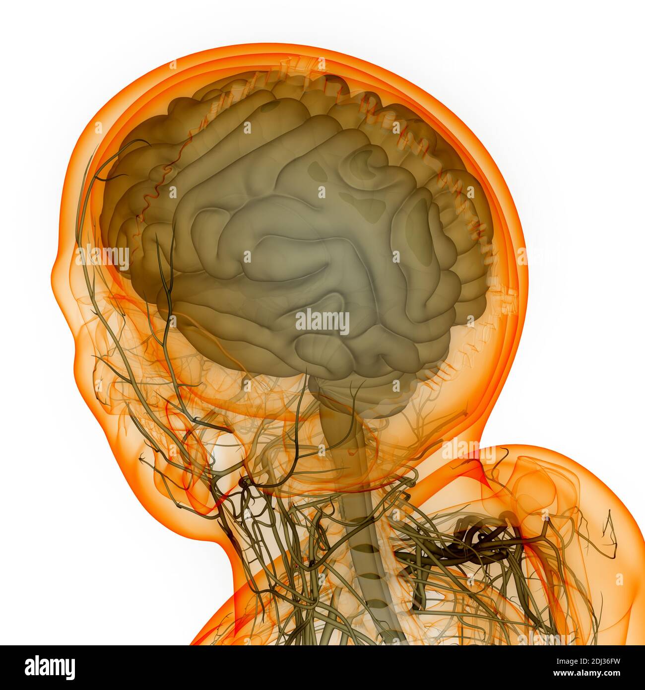 Central Organ of Human Nervous System Brain Anatomy Stock Photo - Alamy