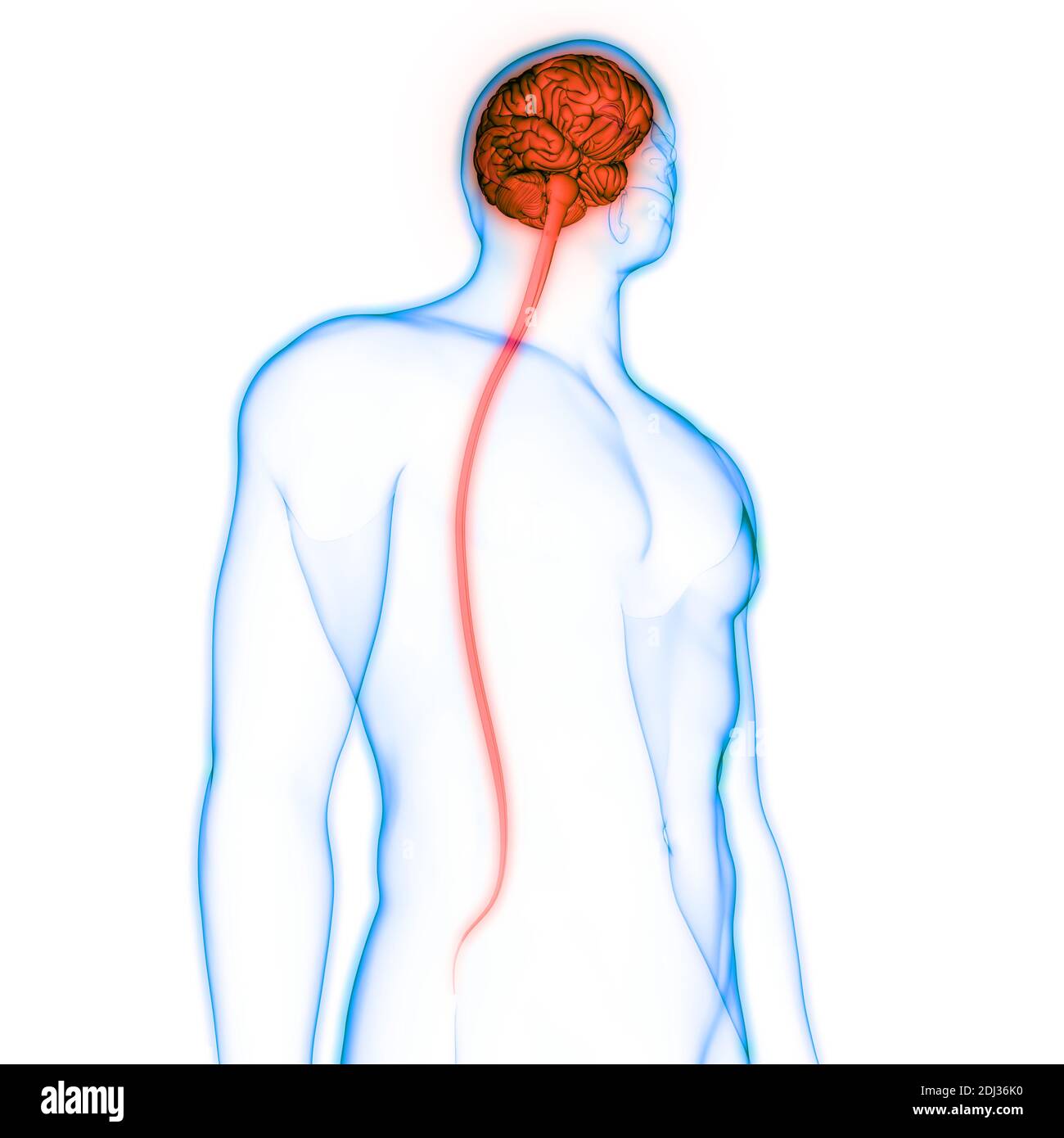 Central Organ of Human Nervous System Brain Anatomy Stock Photo - Alamy