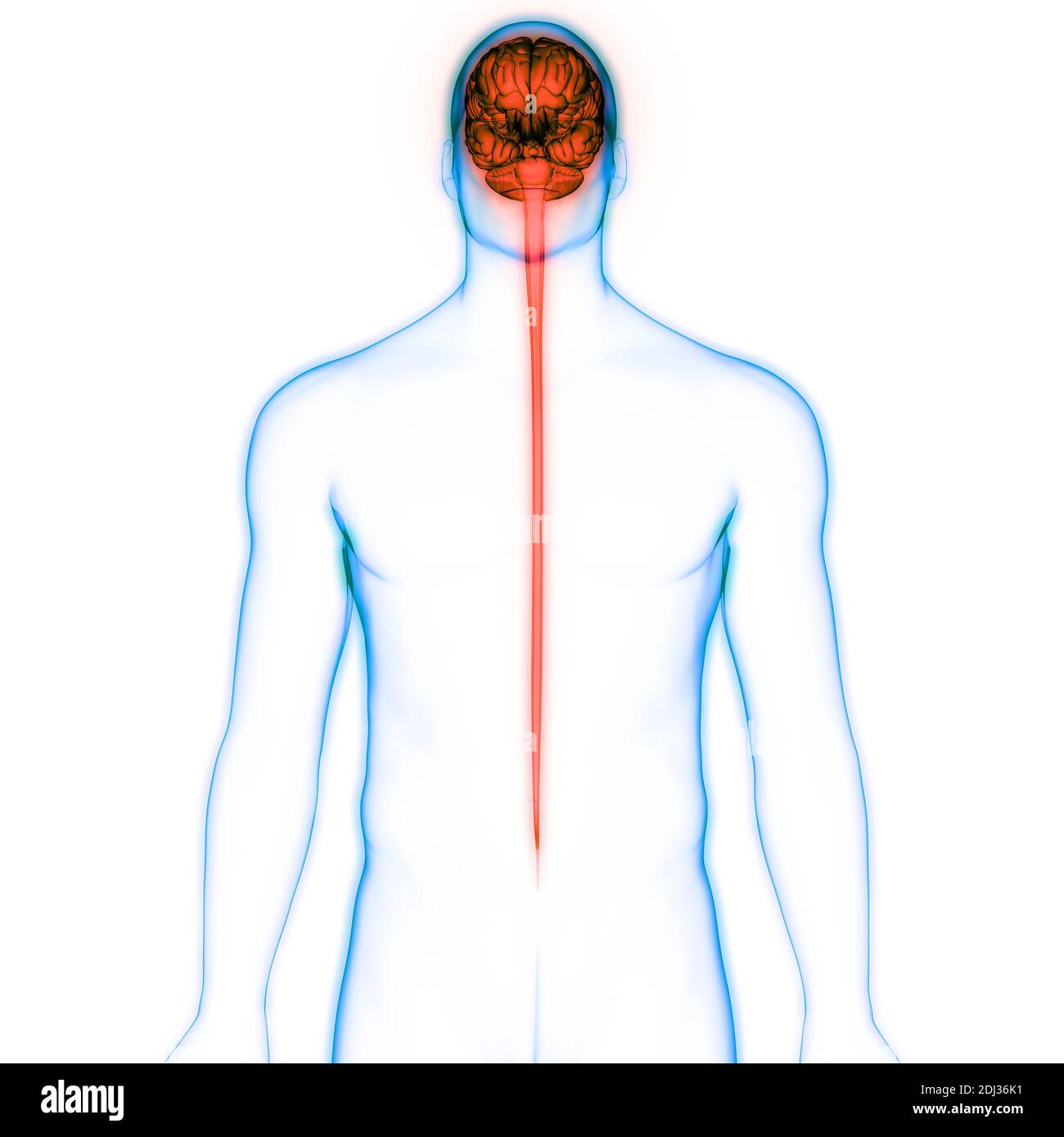 Central Organ of Human Nervous System Brain Anatomy Stock Photo - Alamy
