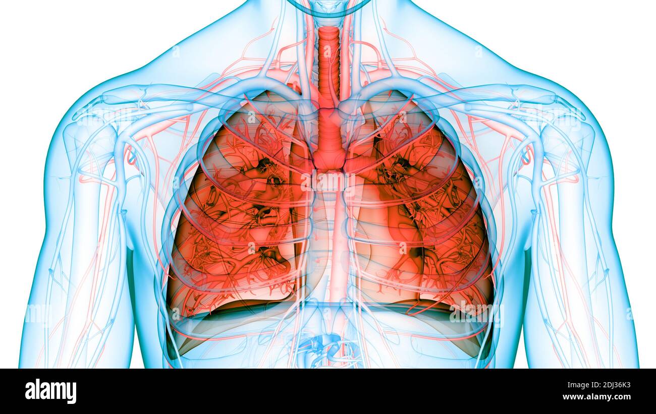 Human Respiratory System Lungs Anatomy Stock Photo - Alamy