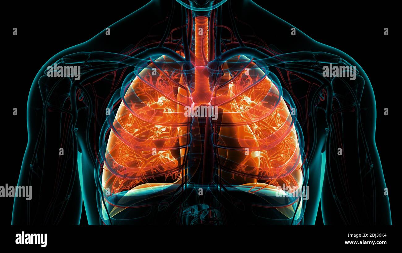Human Respiratory System Lungs Anatomy Stock Photo - Alamy