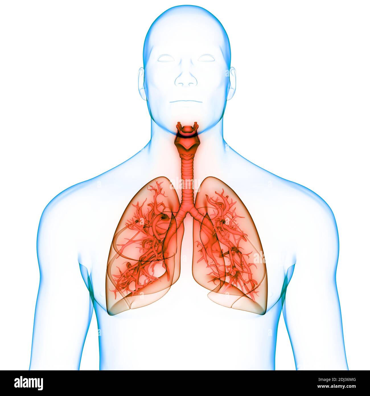 Human Respiratory System Lungs Anatomy Stock Photo - Alamy