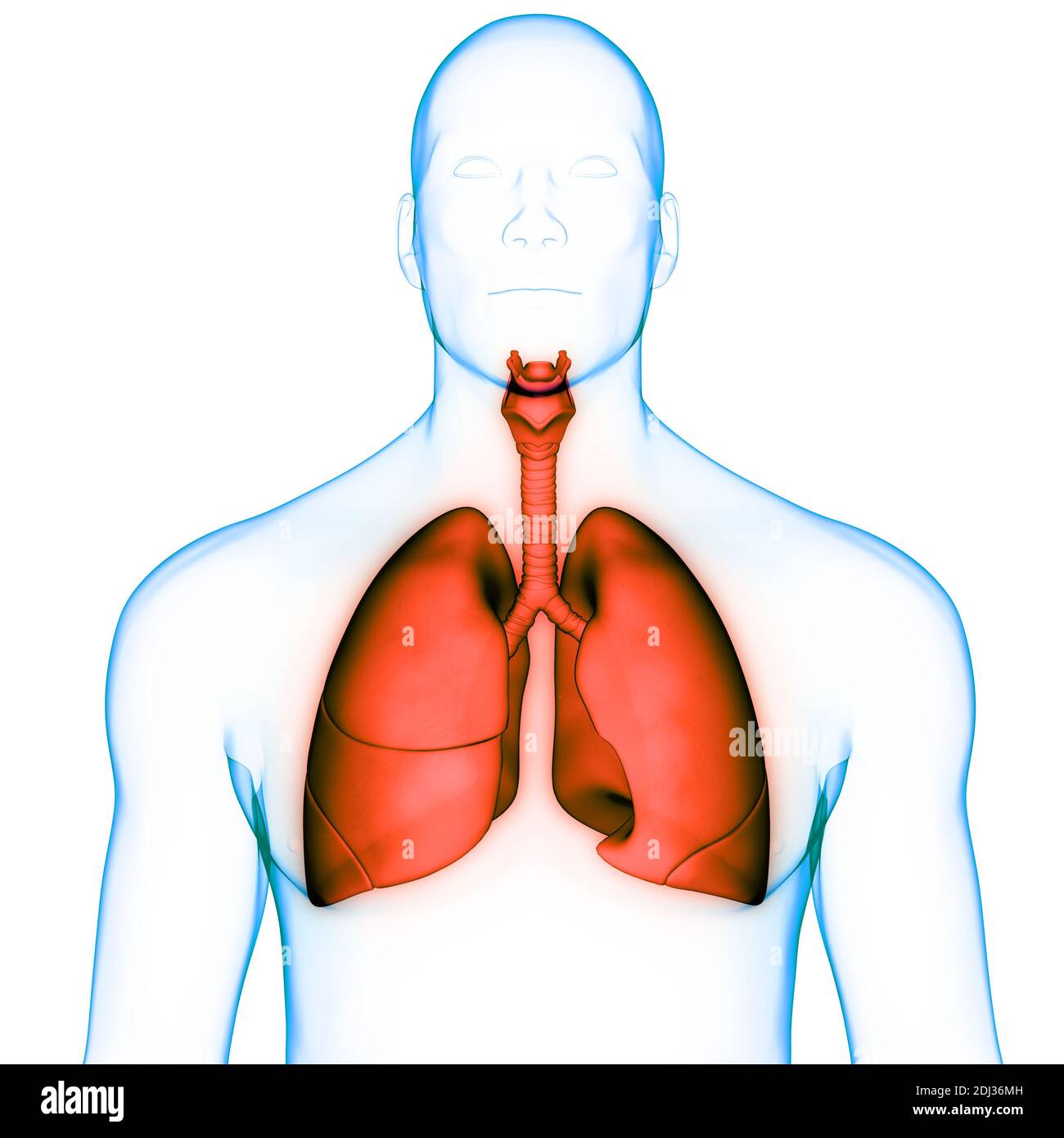 Human Respiratory System Diagram Labeled