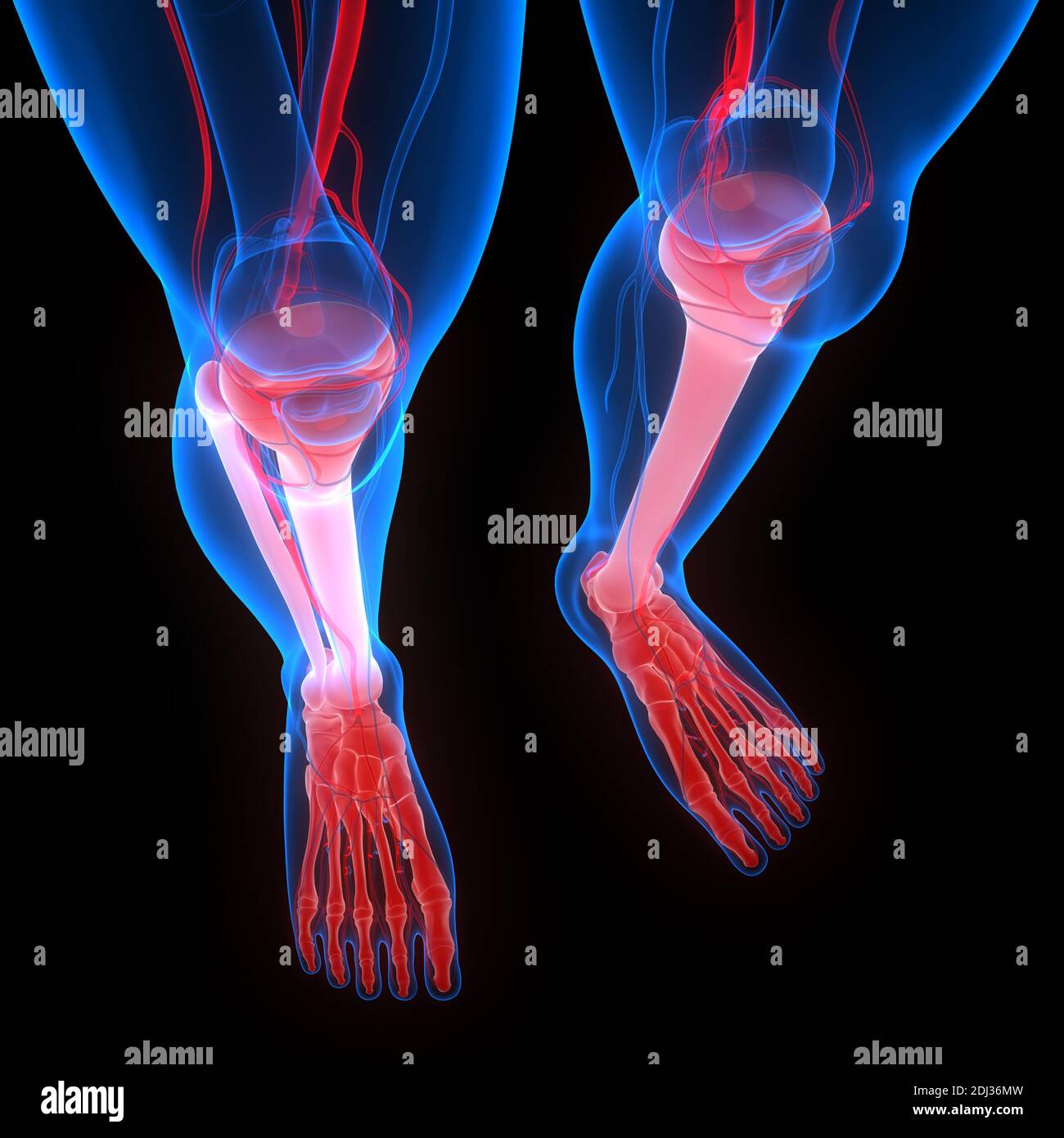 Human Skeleton System Bone Joints Anatomy Stock Photo - Alamy