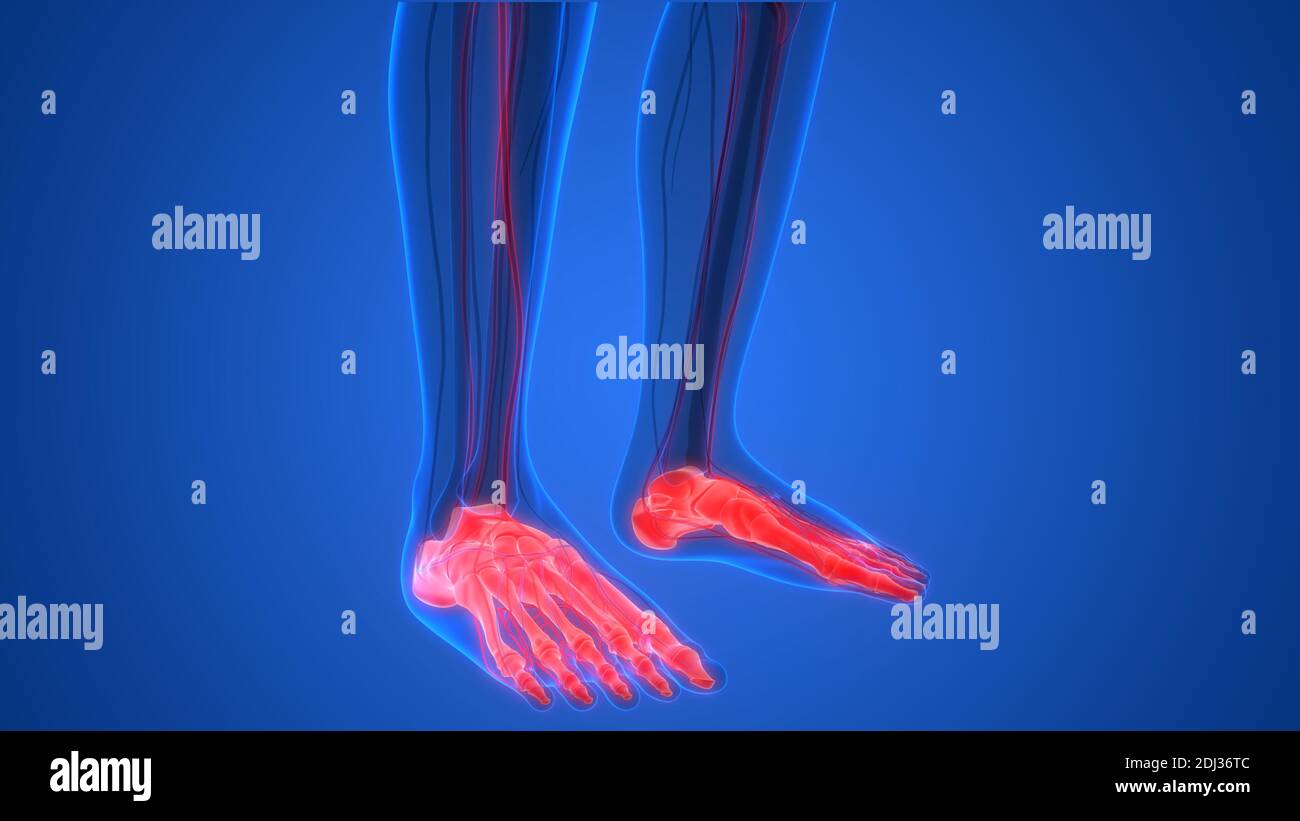 Human Skeleton System Bone Joints Anatomy Stock Photo - Alamy