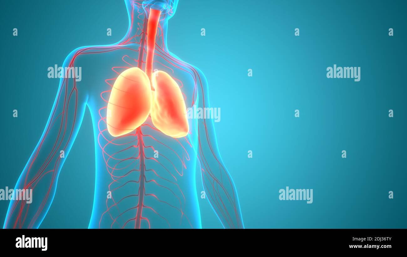 Human Respiratory System Lungs Anatomy Stock Photo - Alamy