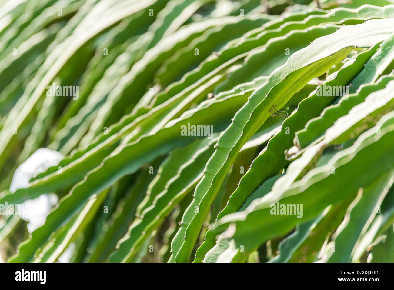 Green Pitaya tree leaves under sunlight in a farm Stock Photo - Alamy