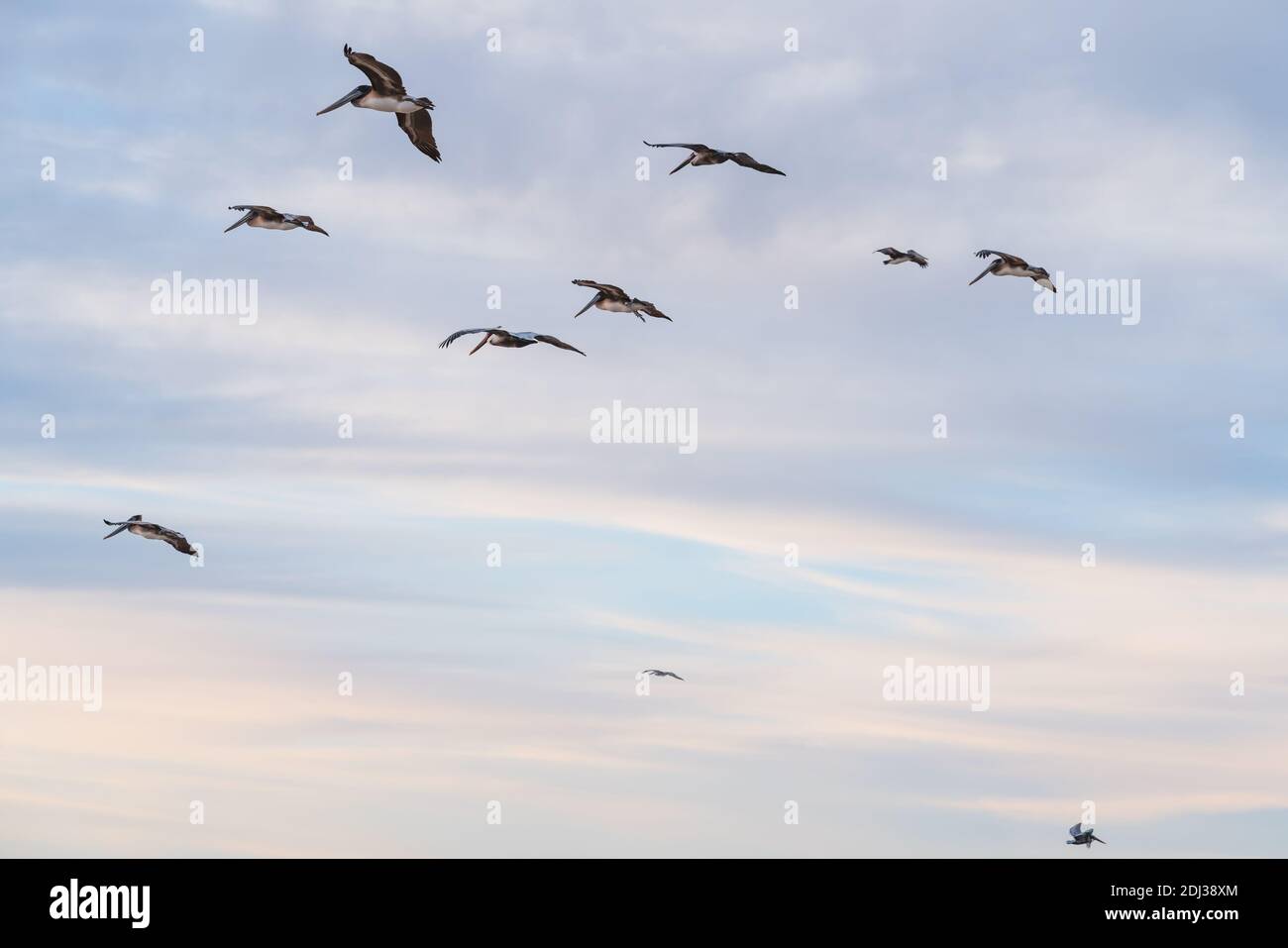 Sunset sky and flock of flying pelicans Stock Photo - Alamy