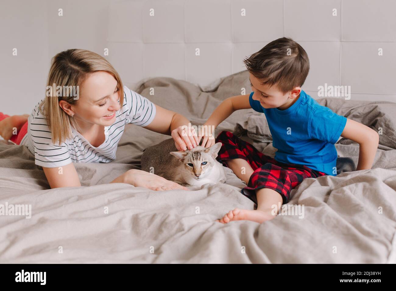 Caucasian mother and son petting oriental point-colored cat. Mom ...
