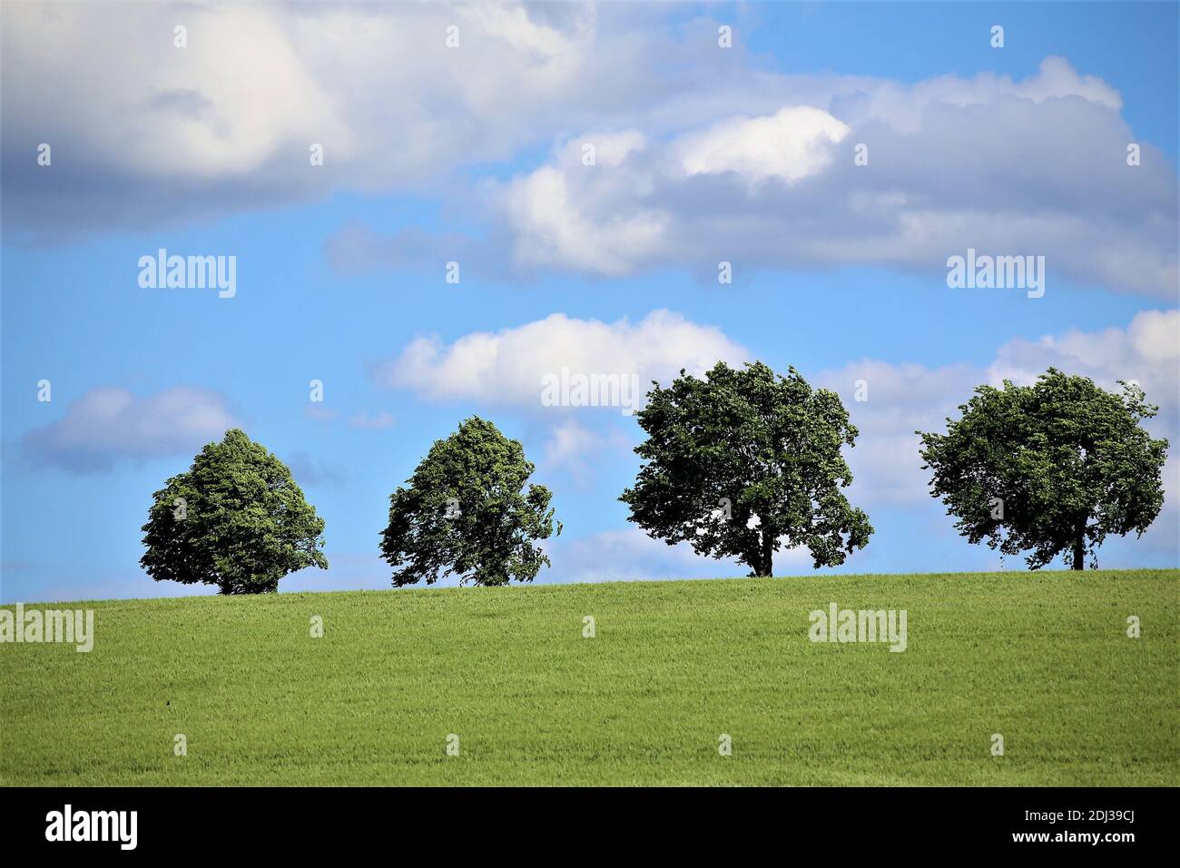 tree in the field Stock Photo - Alamy