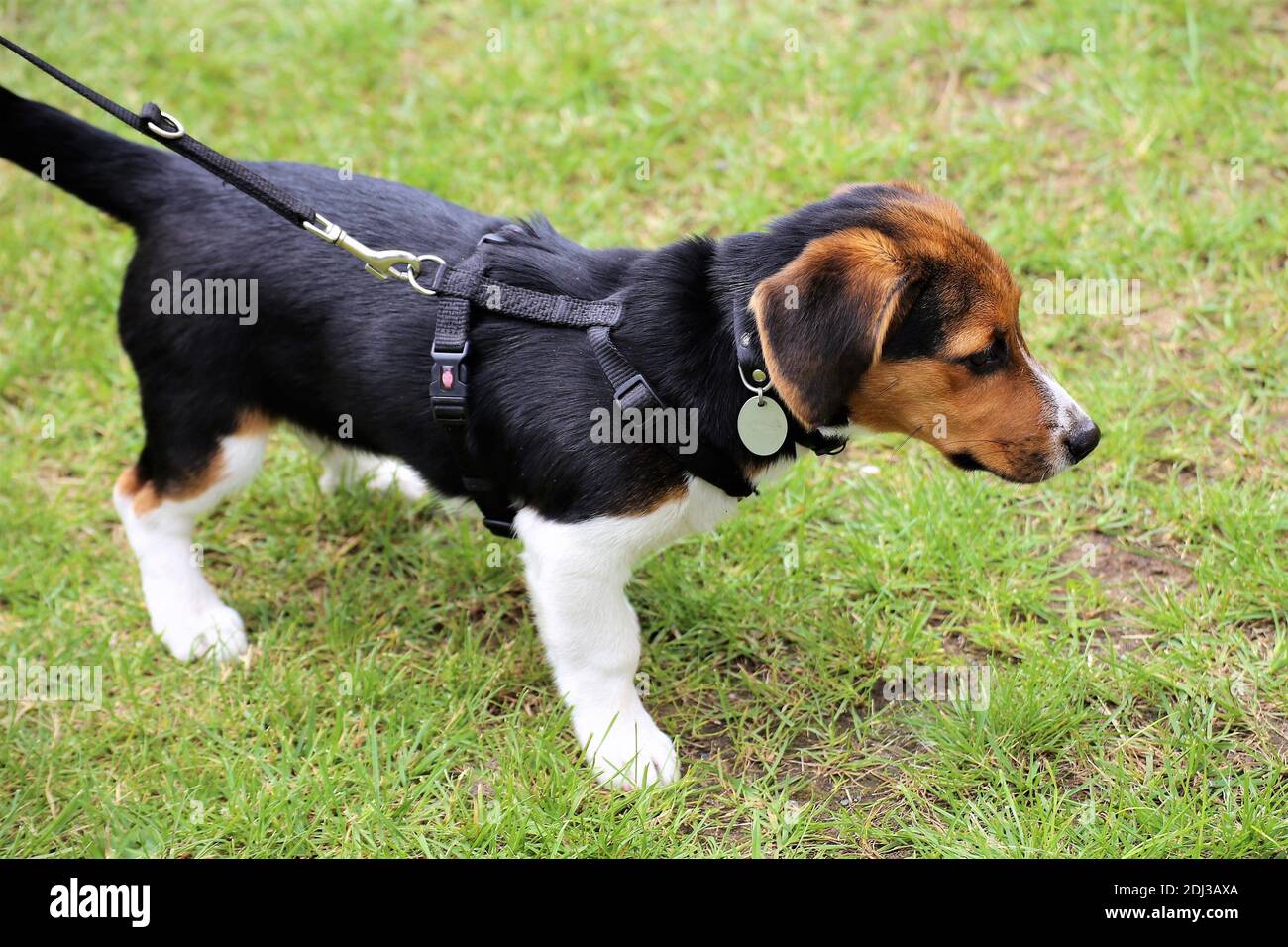 golden retriever puppy Stock Photo - Alamy