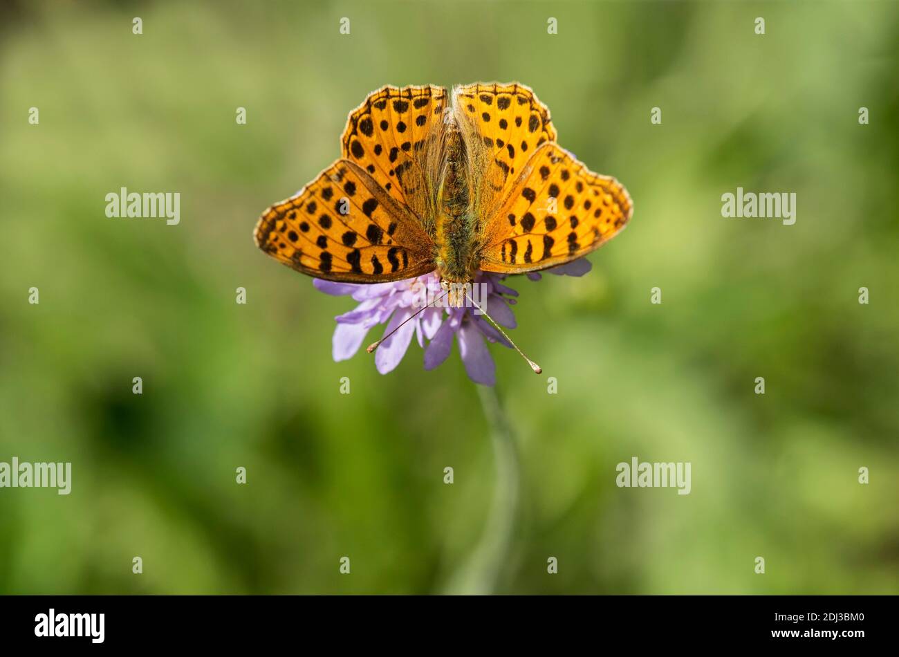 Spotted fritillary (Melitaea didyma) Wallis, Switzerland Stock Photo ...