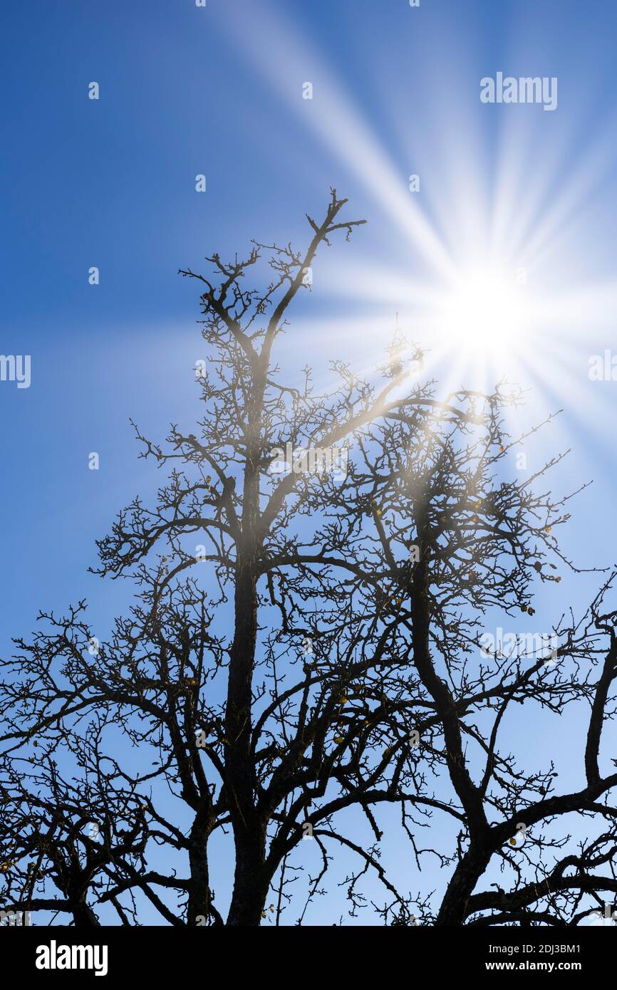 Sun rays, dried pear tree, Baden-Wuerttemberg, Germany Stock Photo - Alamy