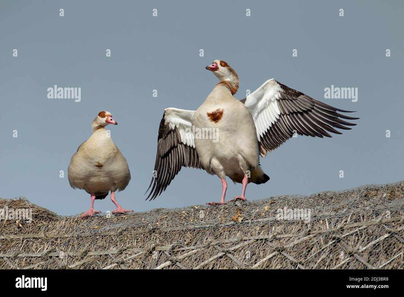 Egyptian goose on roof hi-res stock photography and images - Alamy