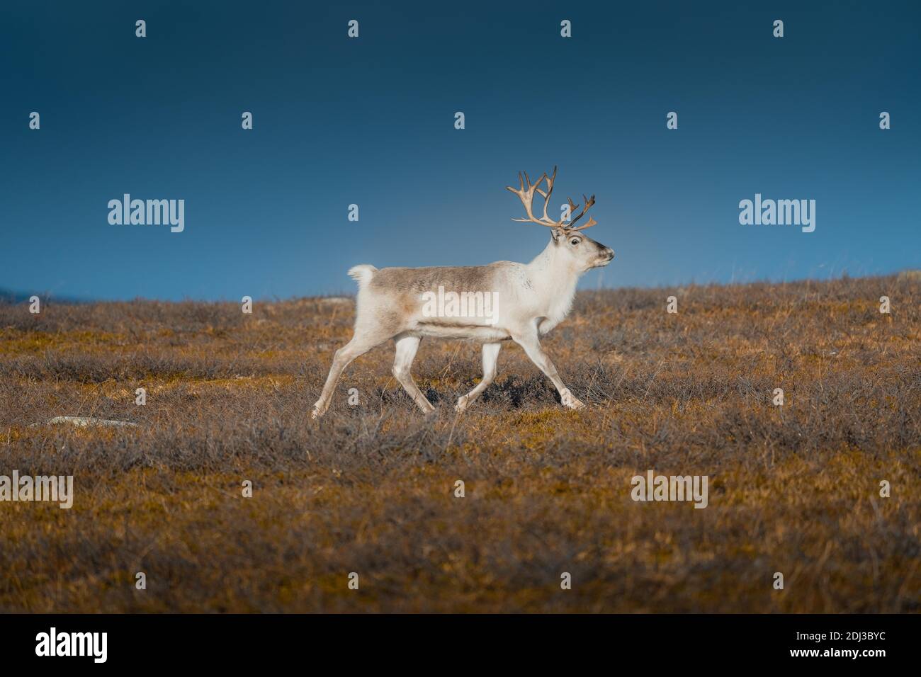 White reindeer, Skaidi, Finnmark, Norway Stock Photo - Alamy