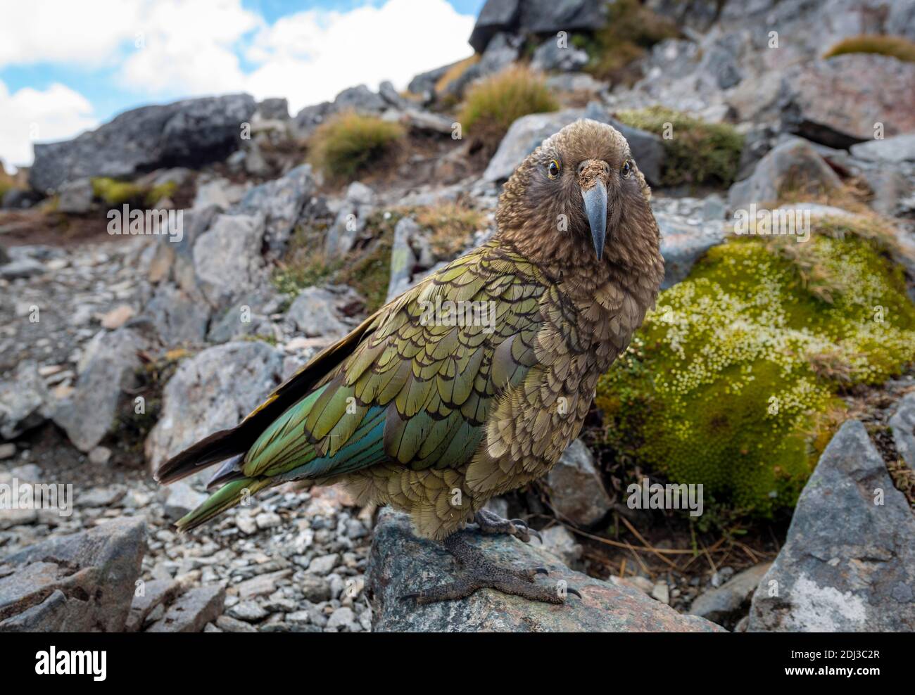 Kea (Nestor notabilis), Kea sitting on rock, Kepler Track, Fiordland ...