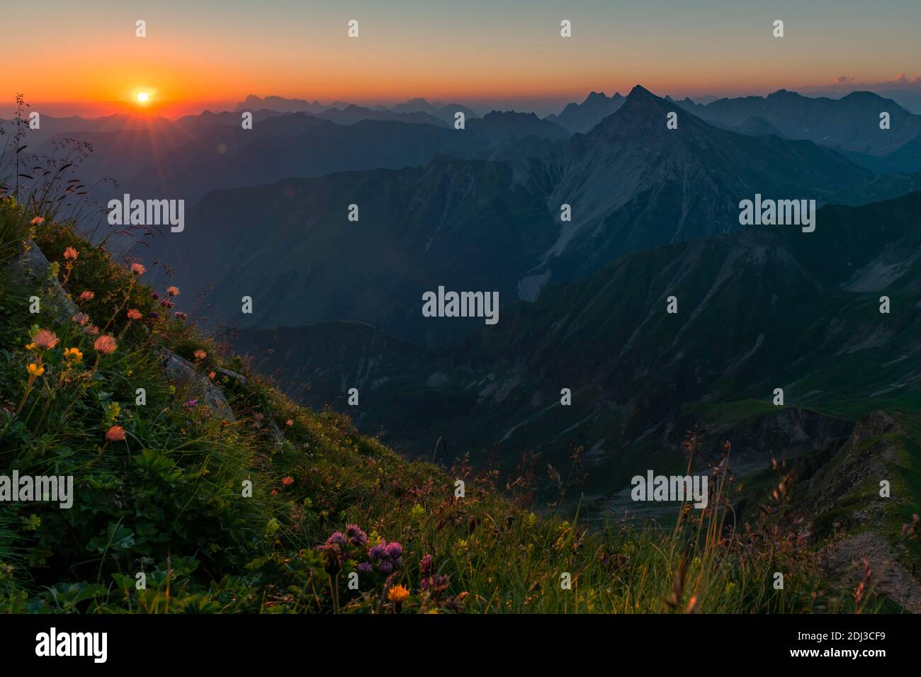 Sunrise over Lechtal Alps with flower meadow in the foreground, Elmen ...