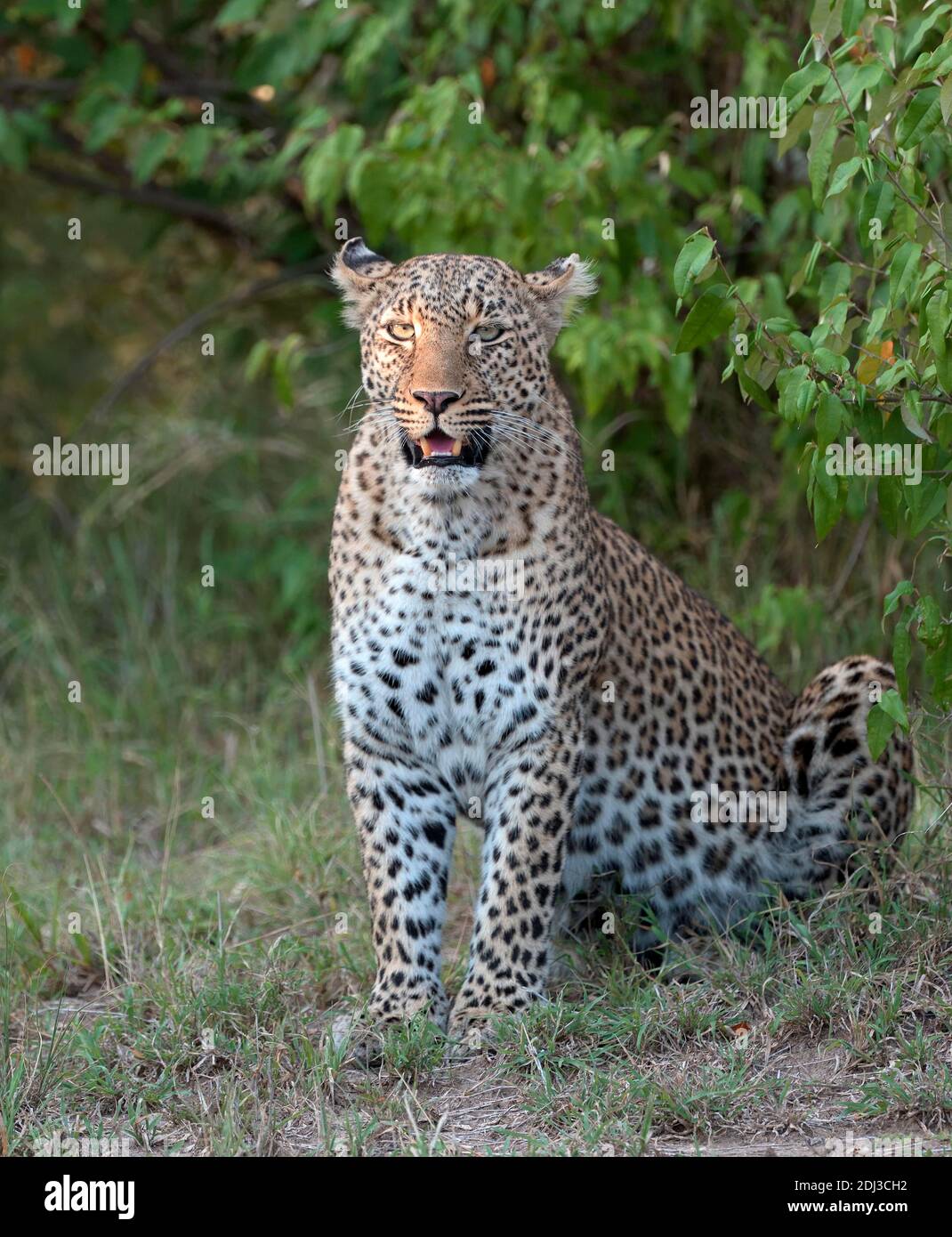 Leopard (Panthera pardus), Female, portrait, Masai Mara, Kenya Stock ...