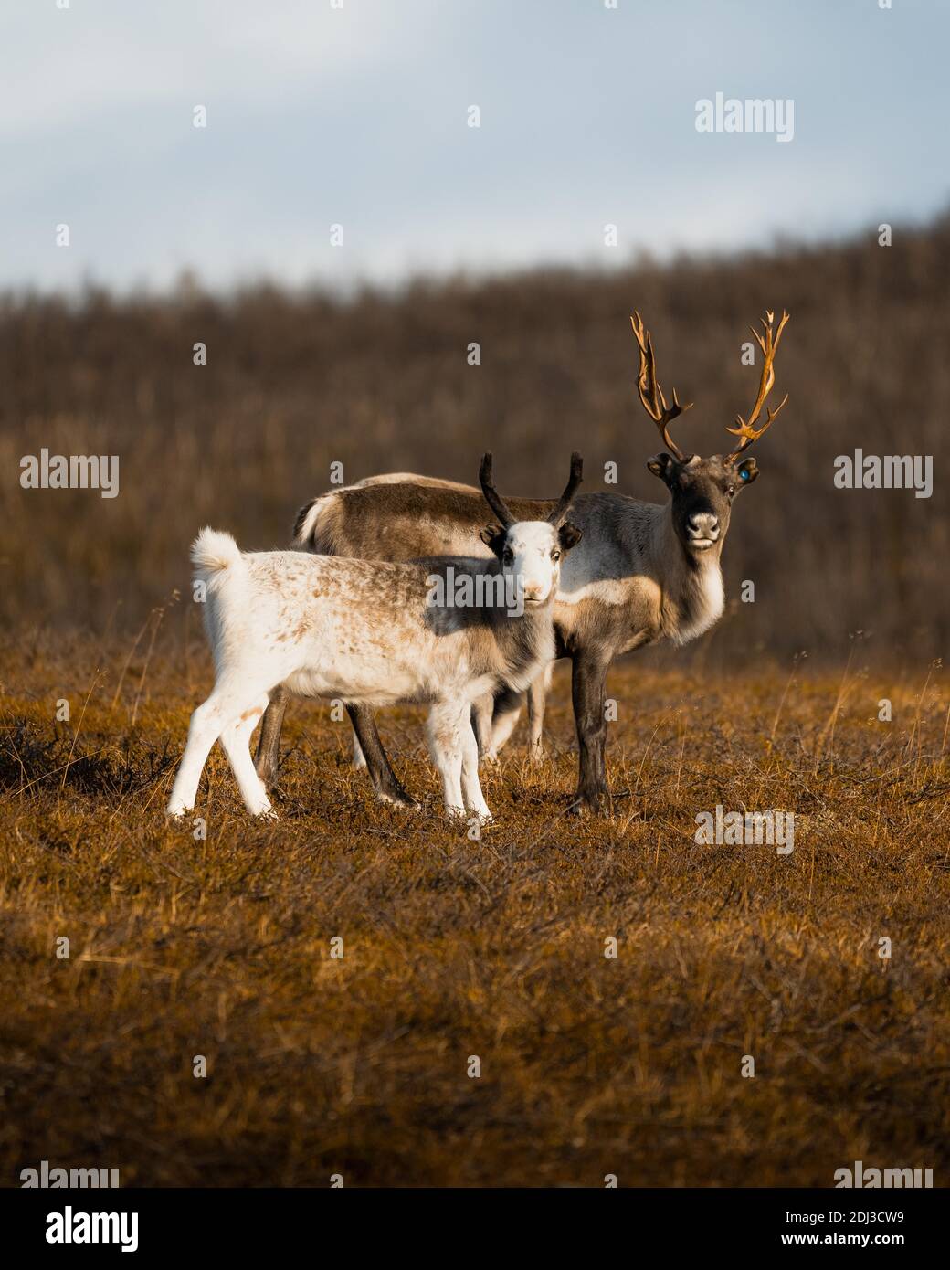 Finnmark reindeer hi-res stock photography and images - Alamy