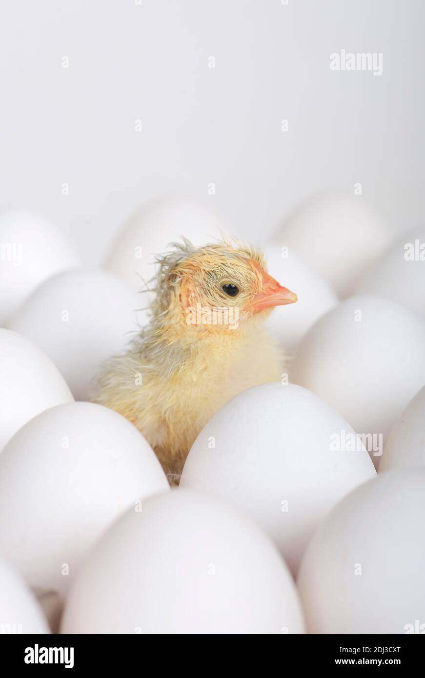 Chick hatch egg hi-res stock photography and images - Alamy