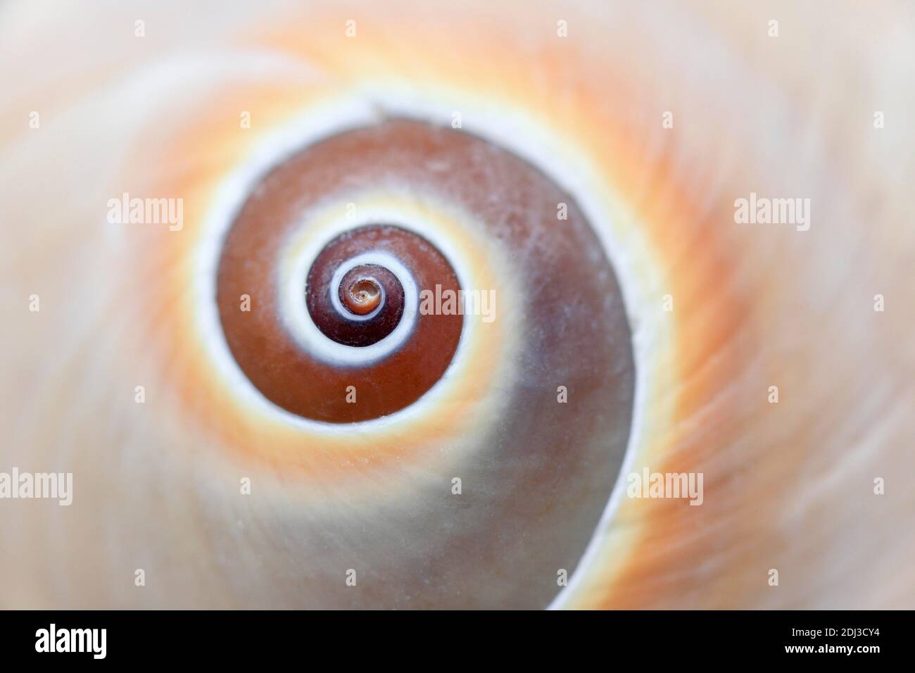 Shell detail, Switzerland Stock Photo - Alamy