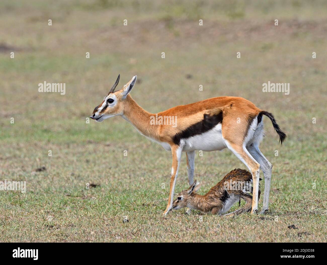 Thomson's gazelle (Eudorcas thomsonii) with newborn fawn, Masai Mara ...