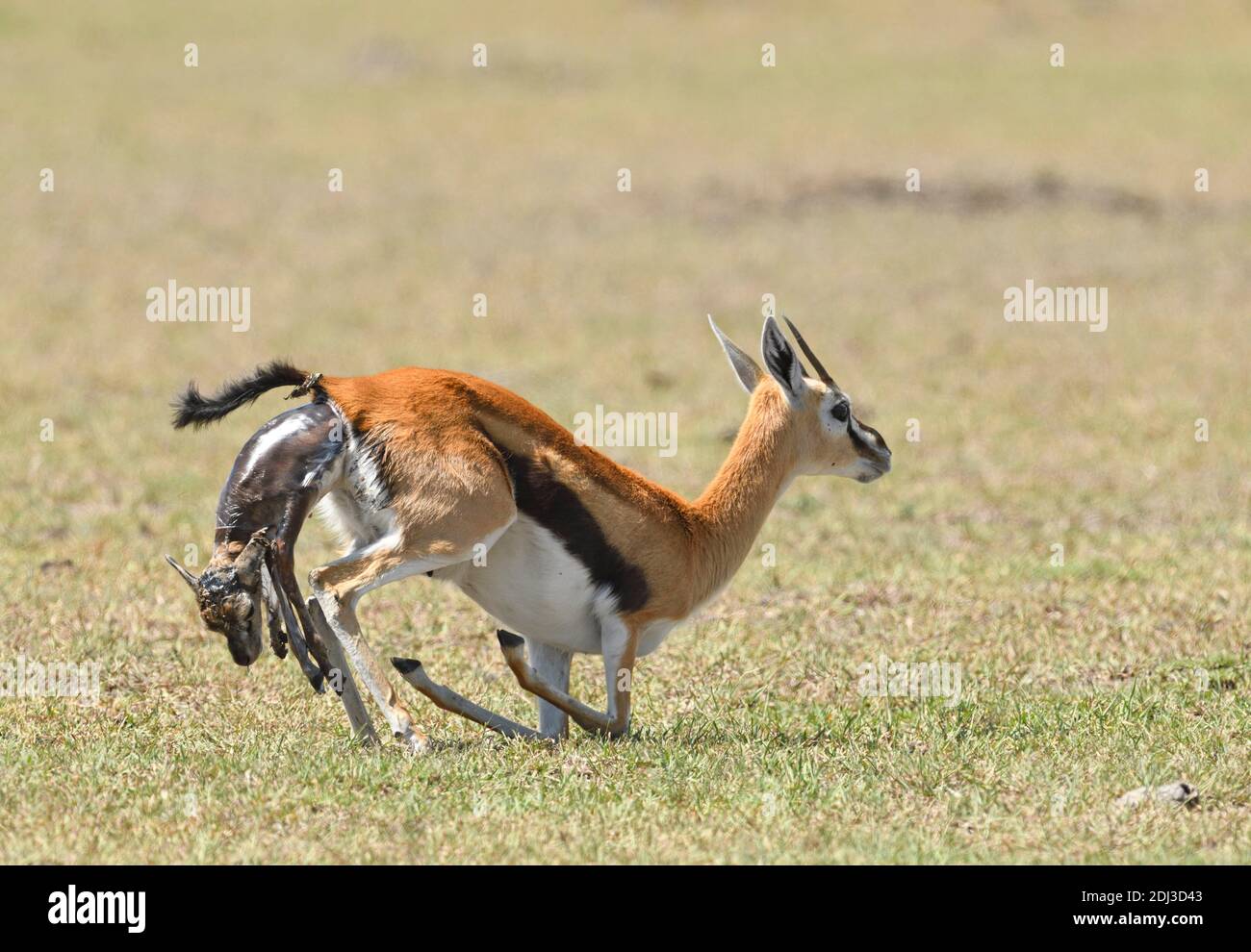 Thomson's gazelle (Eudorcas thomsonii), birth, Masai Mara sanctuary ...