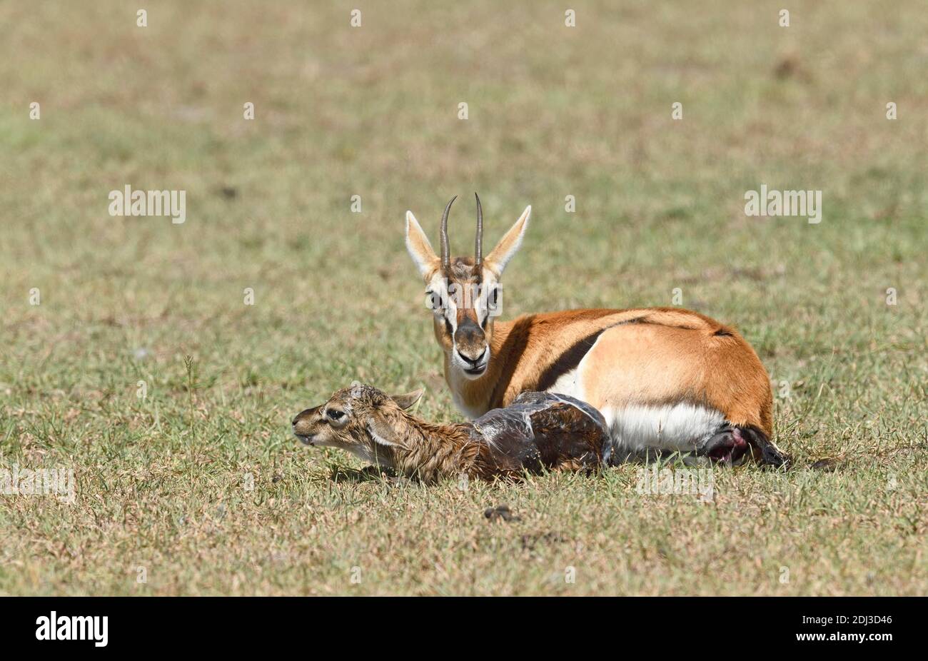 Thomson's gazelle (Eudorcas thomsonii) with newborn fawn, Masai Mara ...