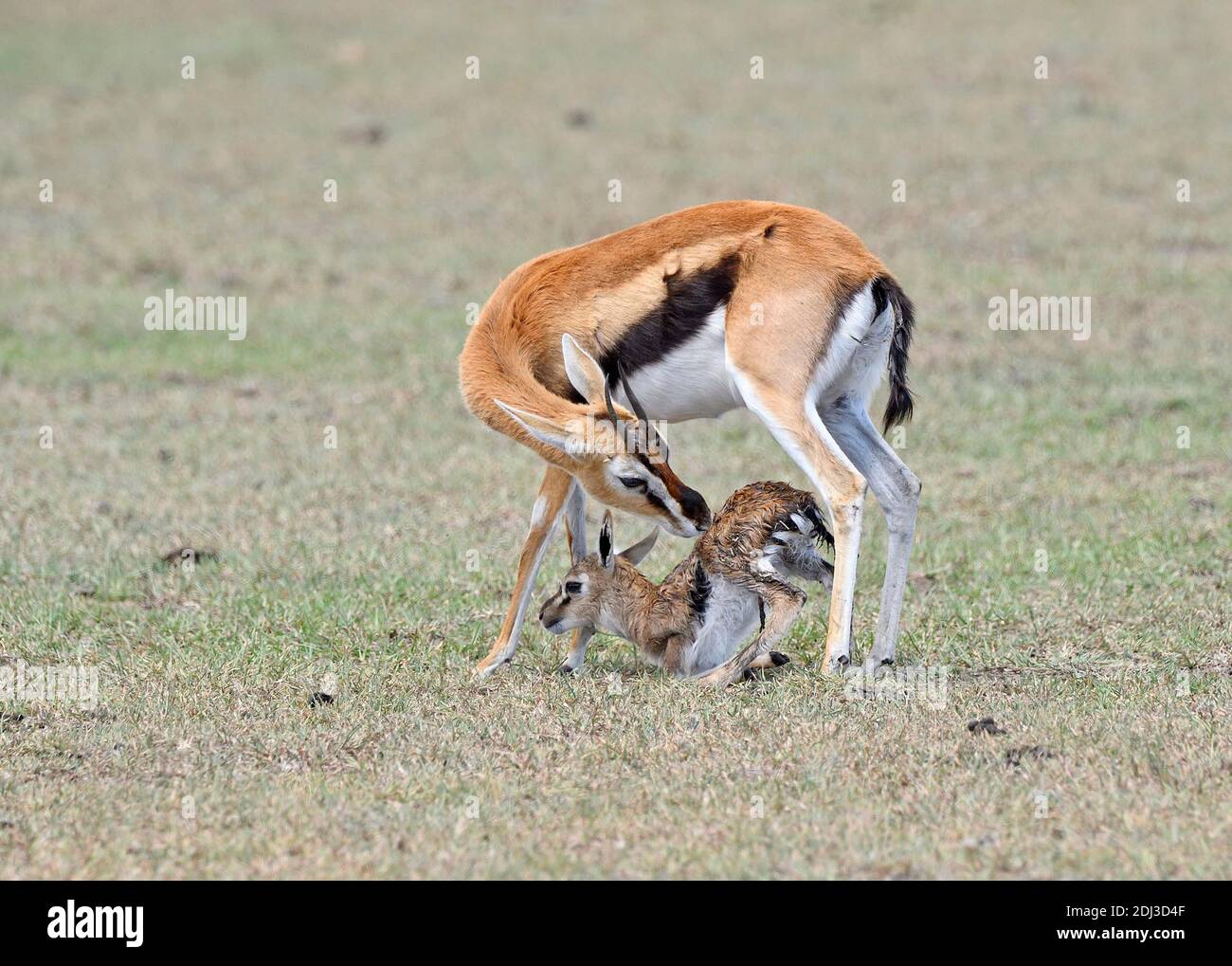 Thomson's gazelle (Eudorcas thomsonii) with newborn fawn, Masai Mara ...