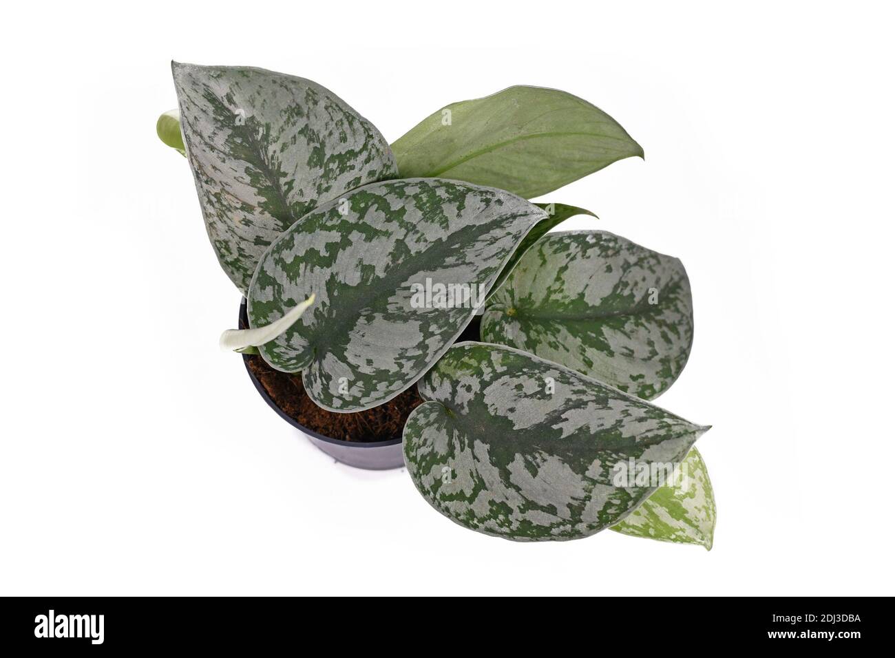 Exotic plant texture Cut Out Stock Images & Pictures - Alamy
