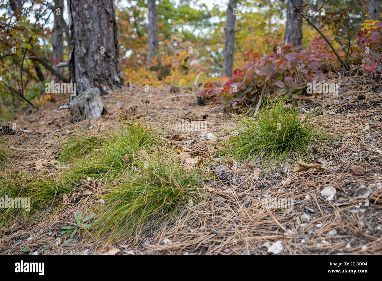 Soil grass lump hi-res stock photography and images - Alamy