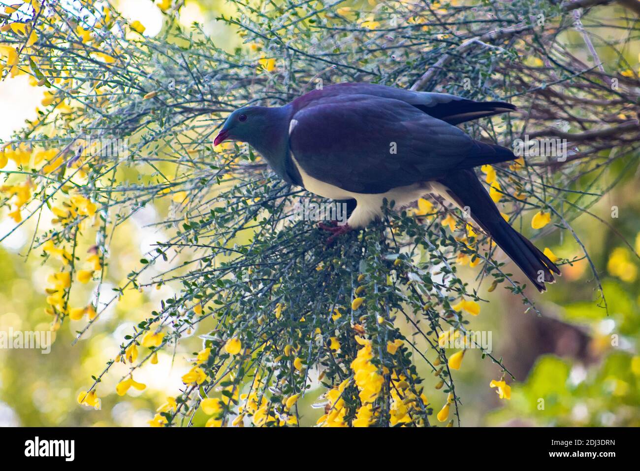 Kereru - New Zealand Pigeon Stock Photo - Alamy