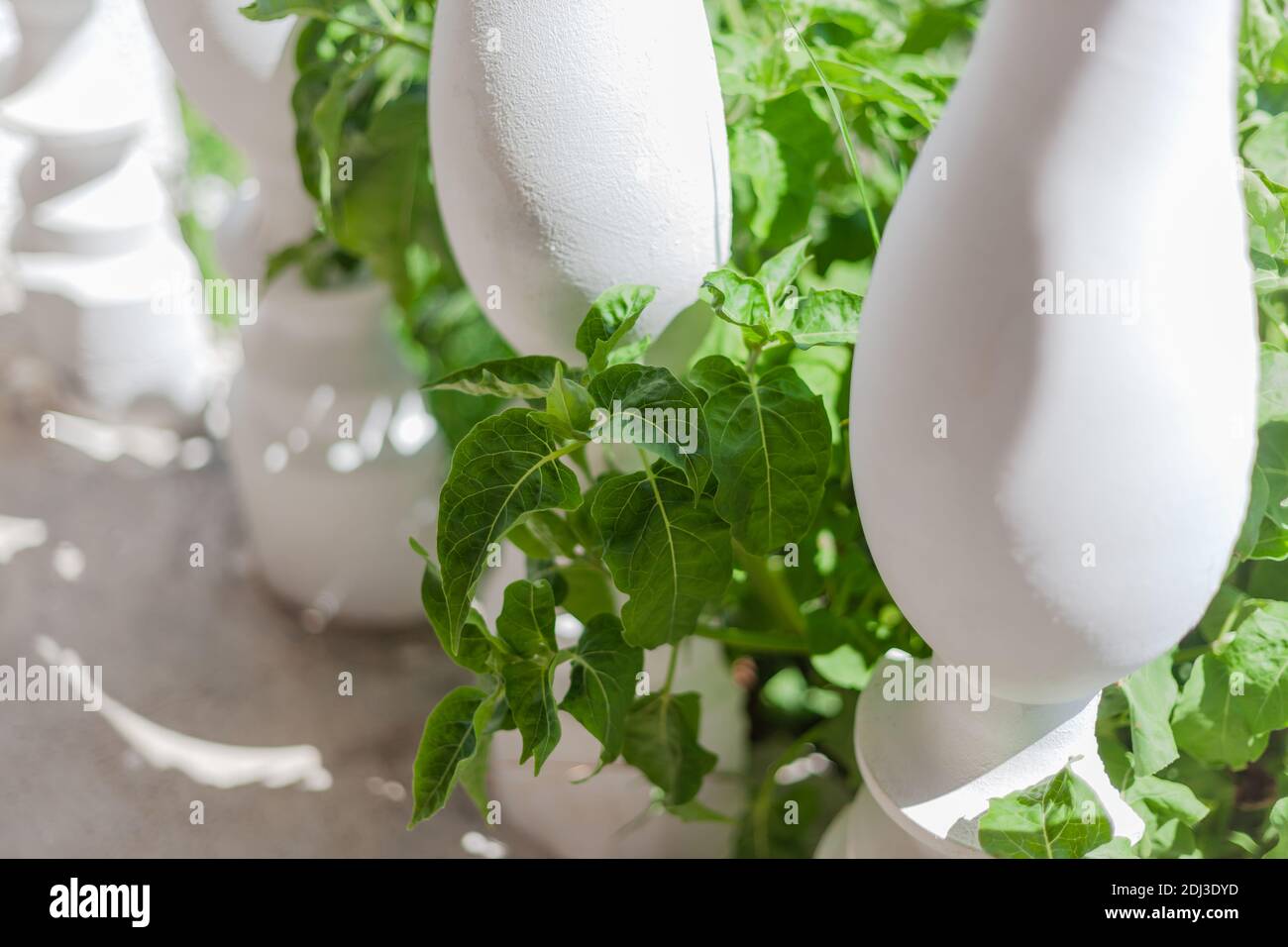 Green plant and white columns Stock Photo - Alamy