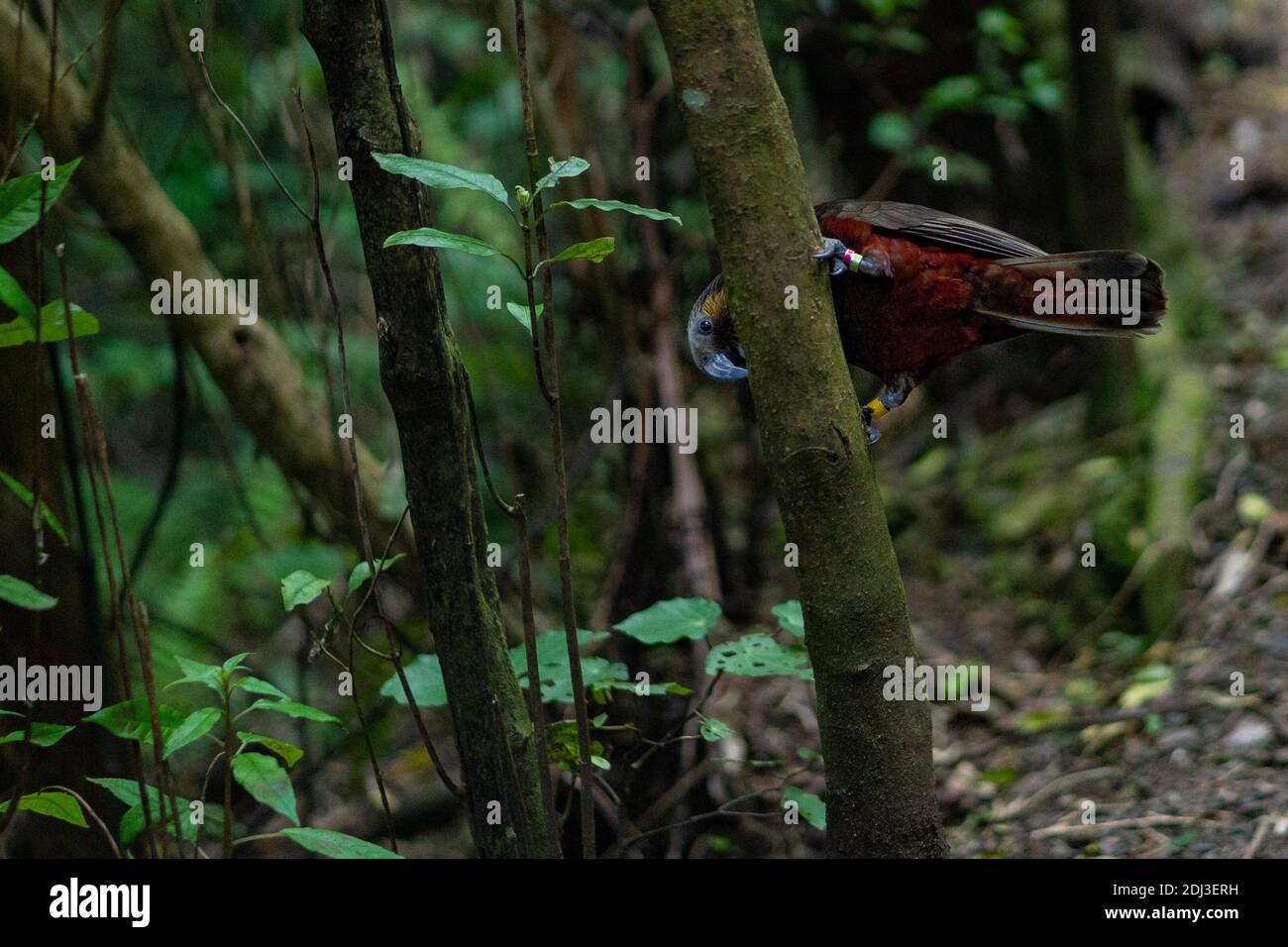 parrot with red belly Stock Photo - Alamy