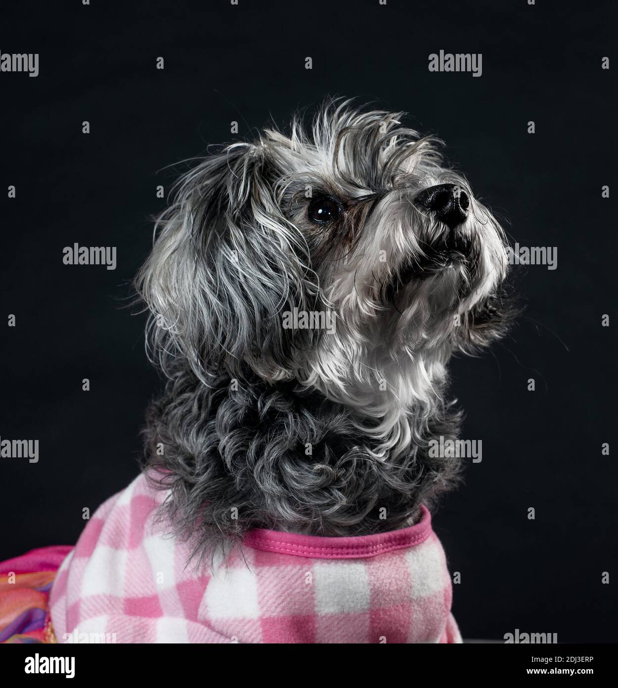 puppy sitting pretty Stock Photo - Alamy