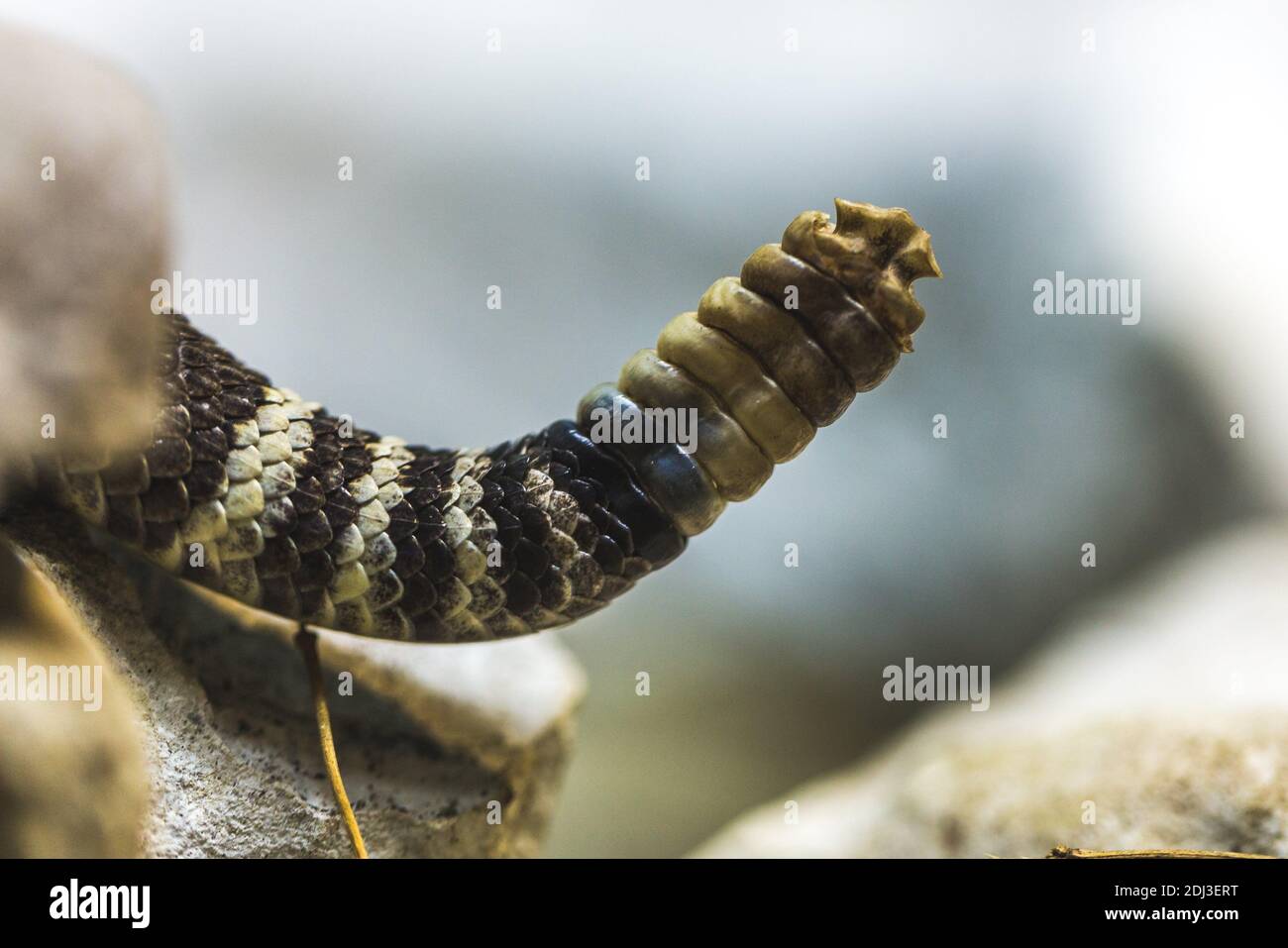 Black rattler hi-res stock photography and images - Alamy