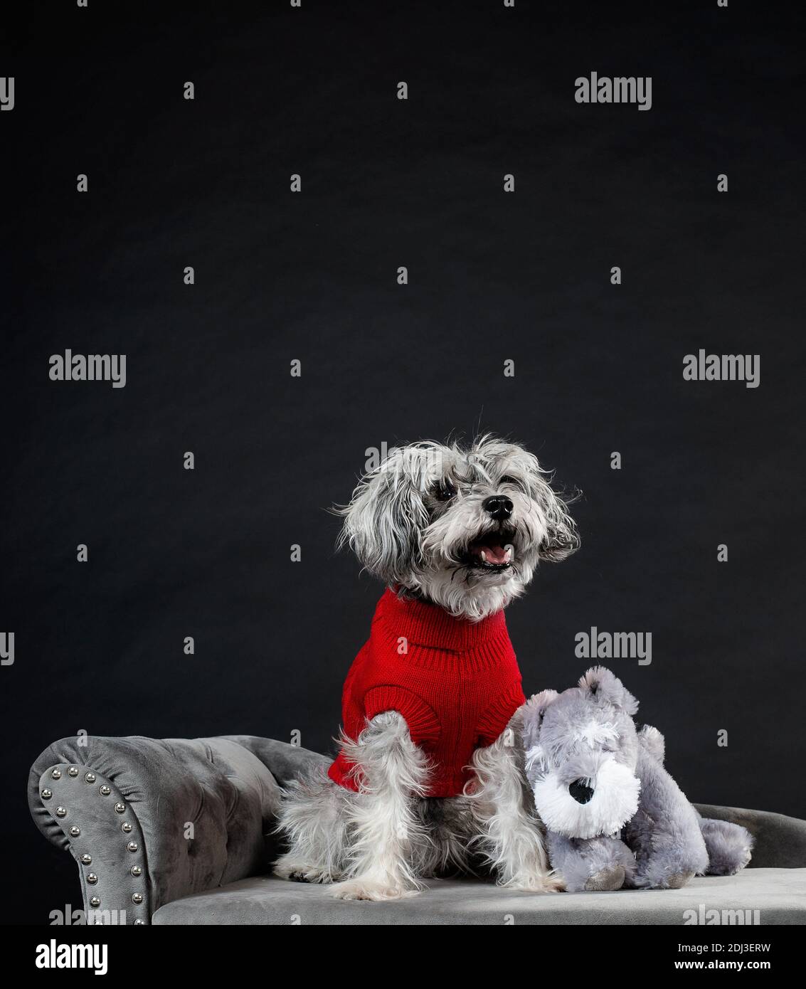 Real dog hi-res stock photography and images - Alamy