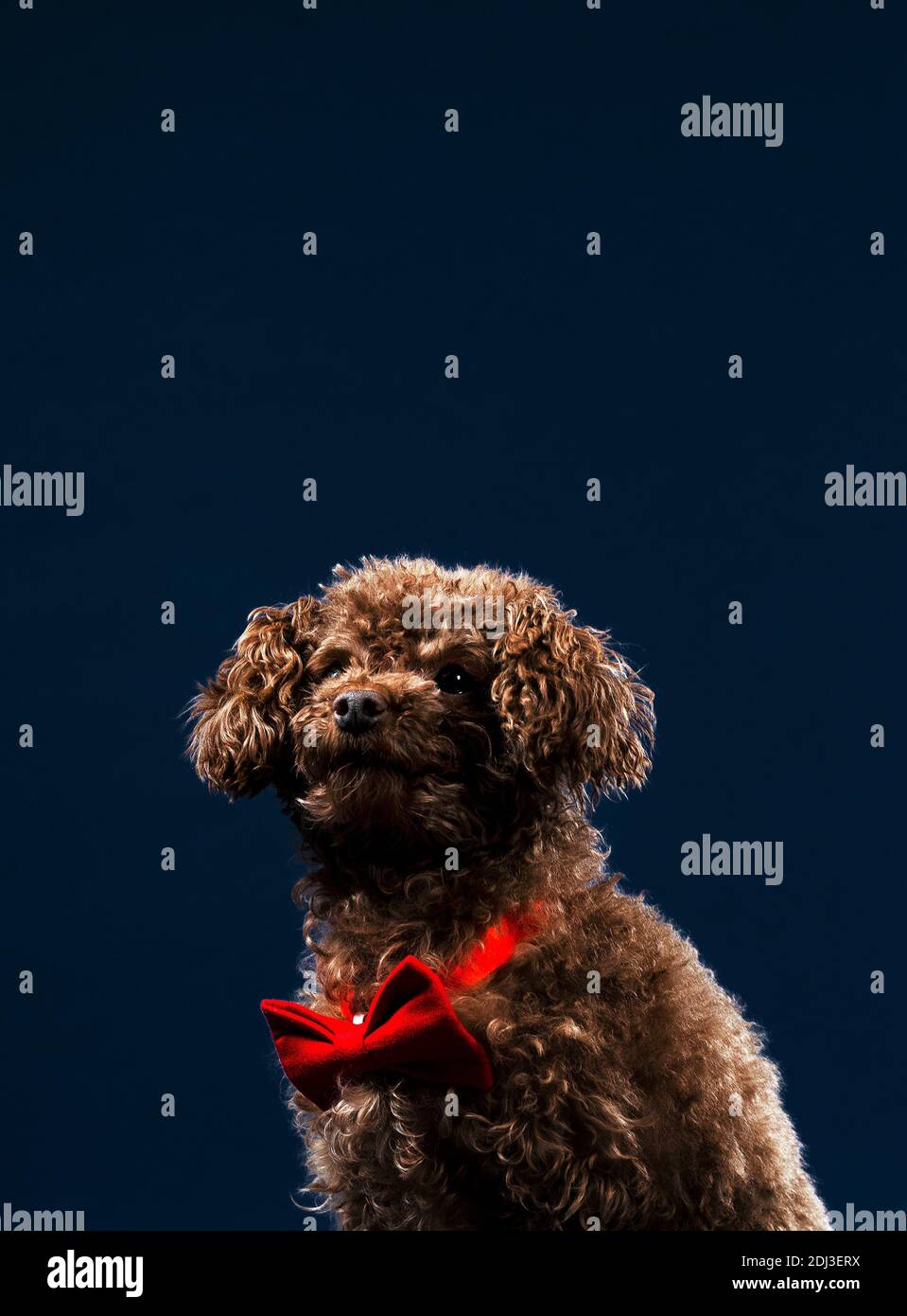 real or stuffed Stock Photo - Alamy