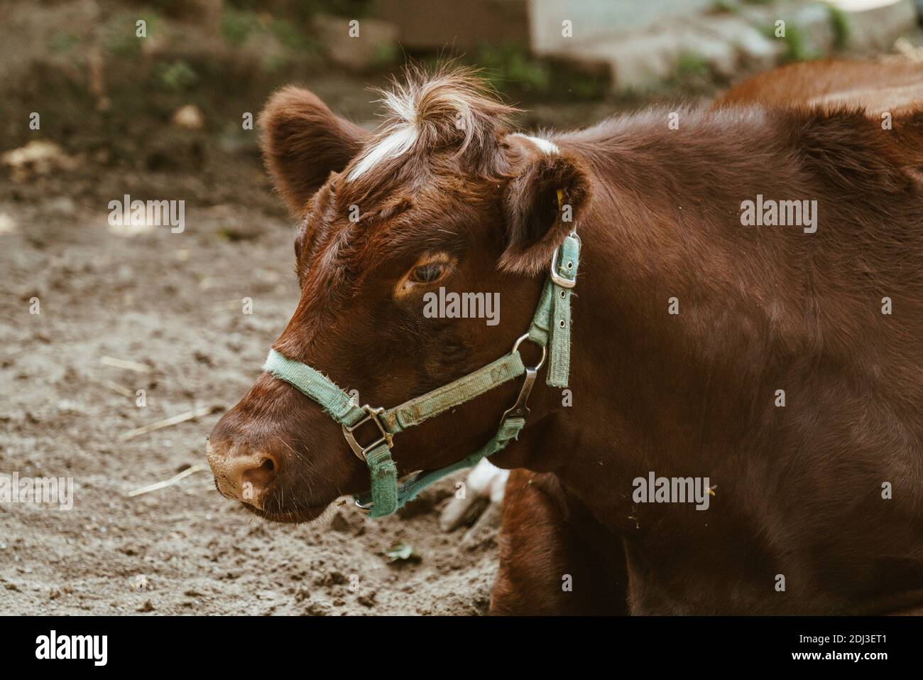 resting barnyard cow Stock Photo - Alamy