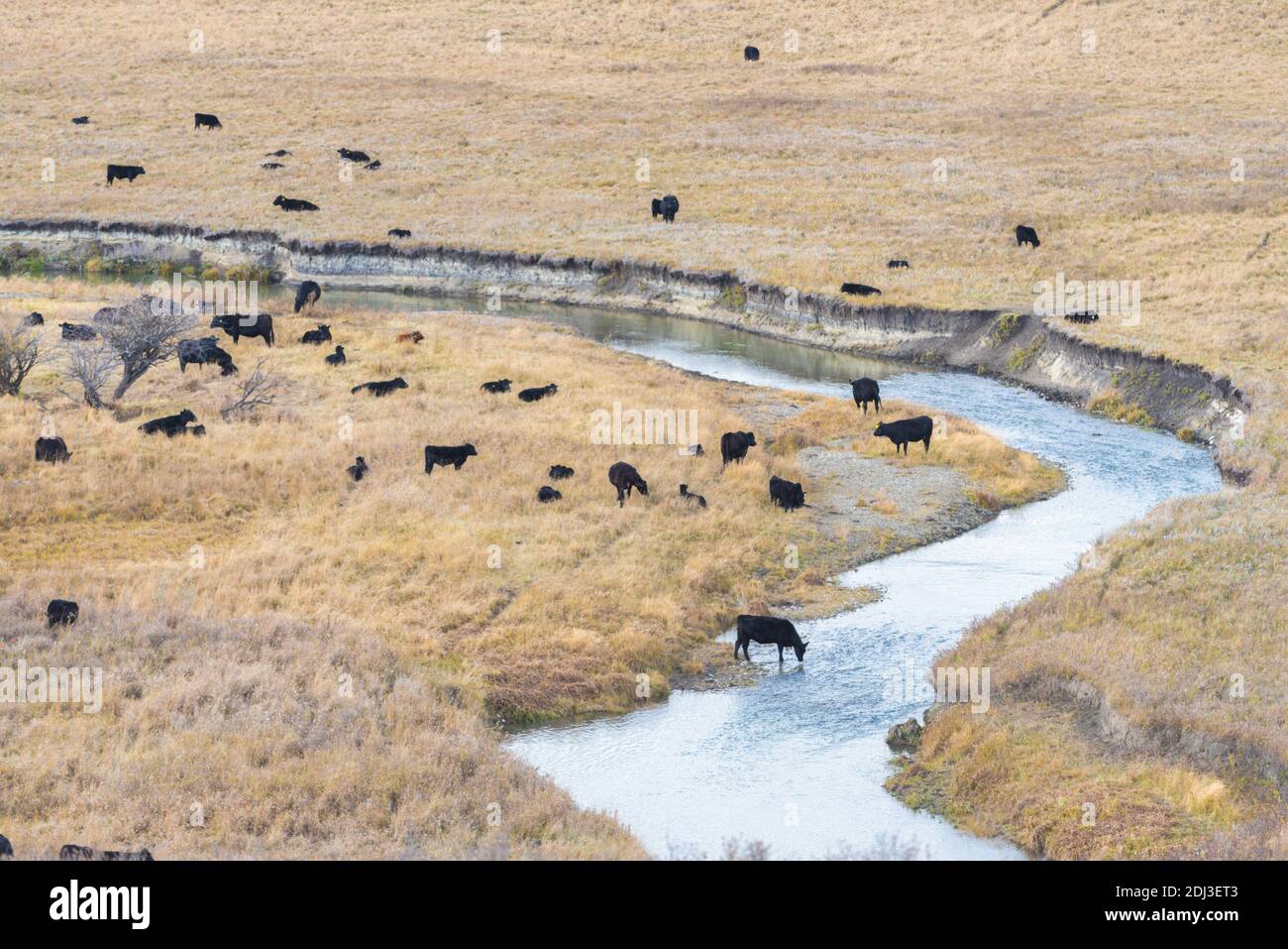 Roaming cattle hi-res stock photography and images - Alamy