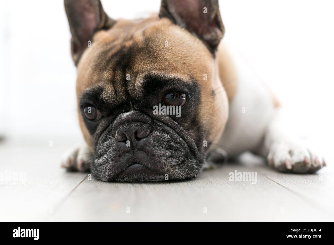 Sad rodent hi-res stock photography and images - Alamy