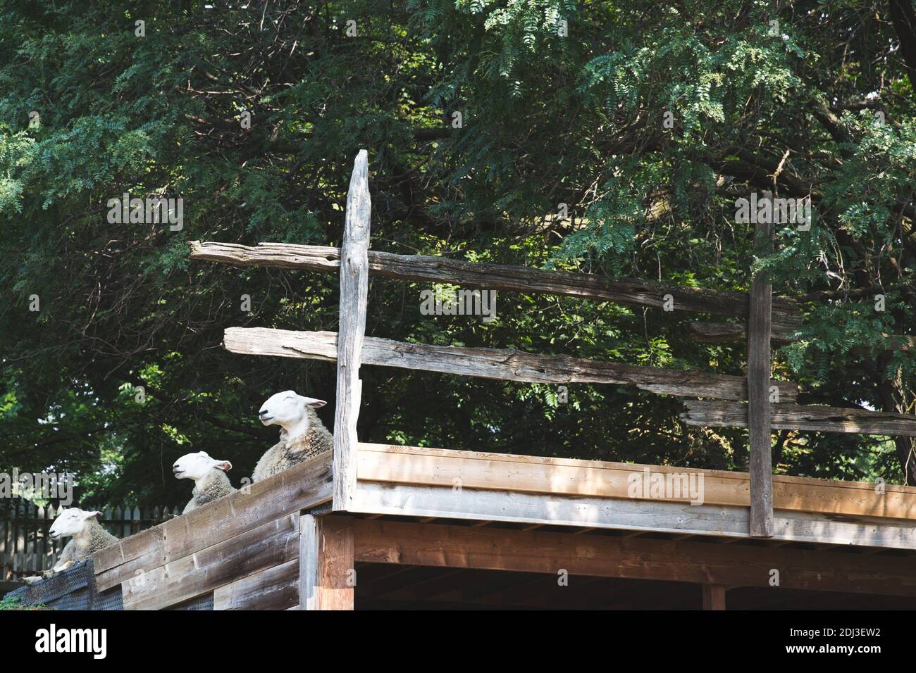 sheep rest in barnyard Stock Photo - Alamy